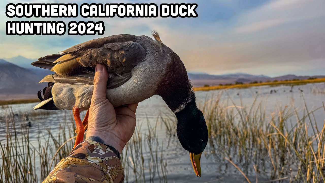 Southern California Duck Hunting 2024 - YouTube