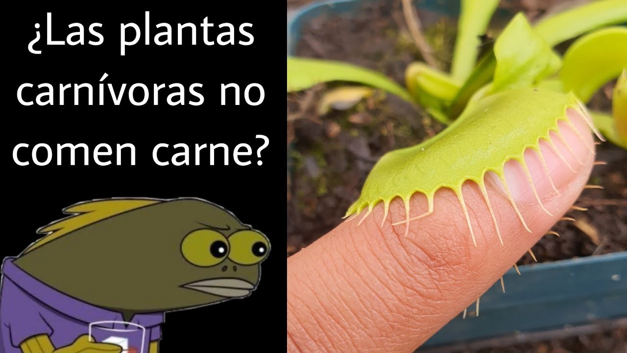 ¿Plantas carnívoras o insectívoras? - YouTube
