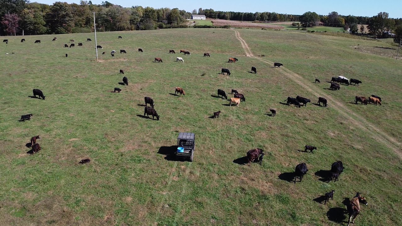 Wrapping up fall calving season and moving the cows - YouTube
