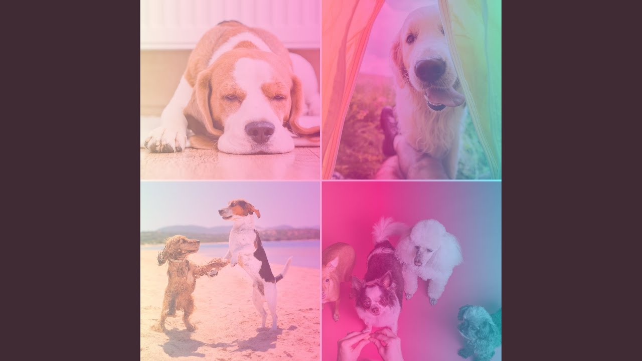 Background for Dogs Playing - YouTube