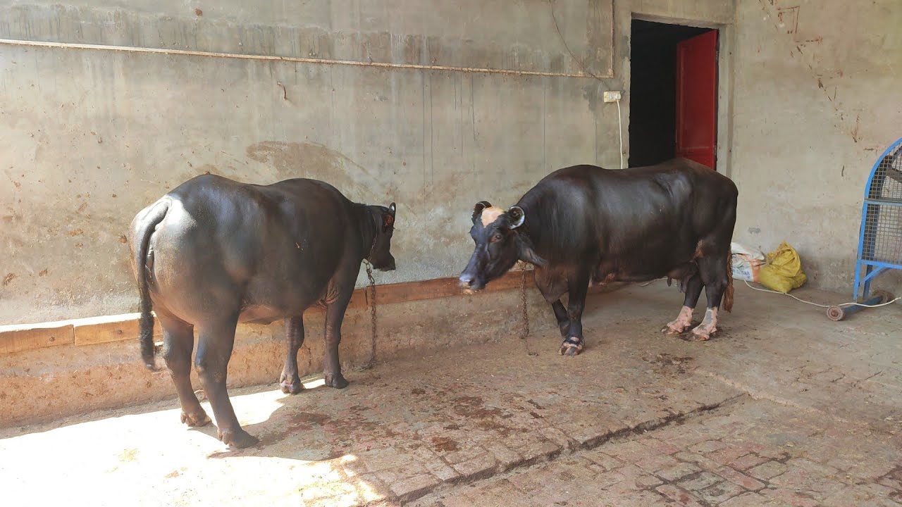 Two Buffaloes for Sale, 2 ਮੱਝਾਂ ਵਿਕਾਊ - YouTube