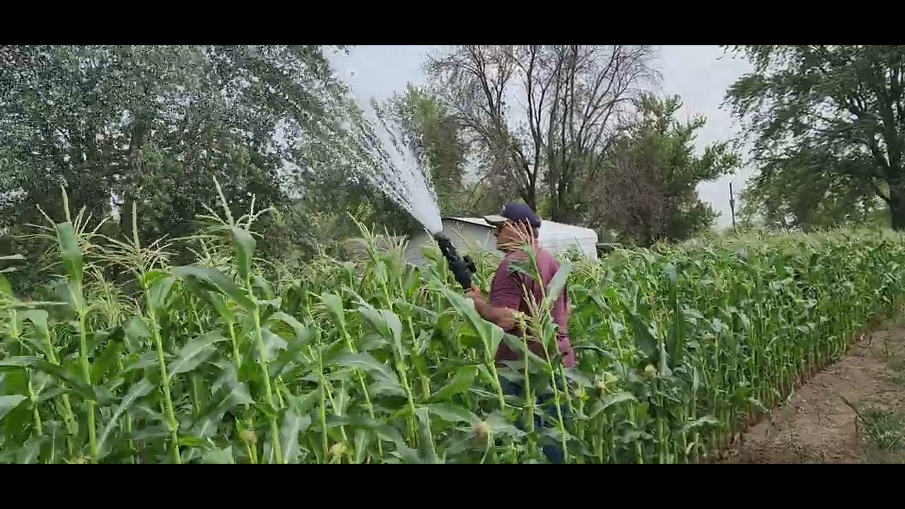watering corn - YouTube