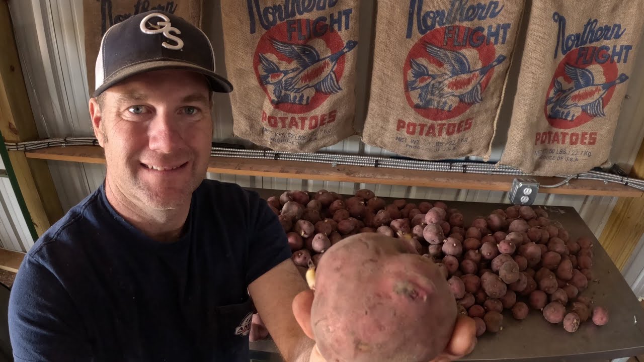 Small Scale Potato Farming - YouTube