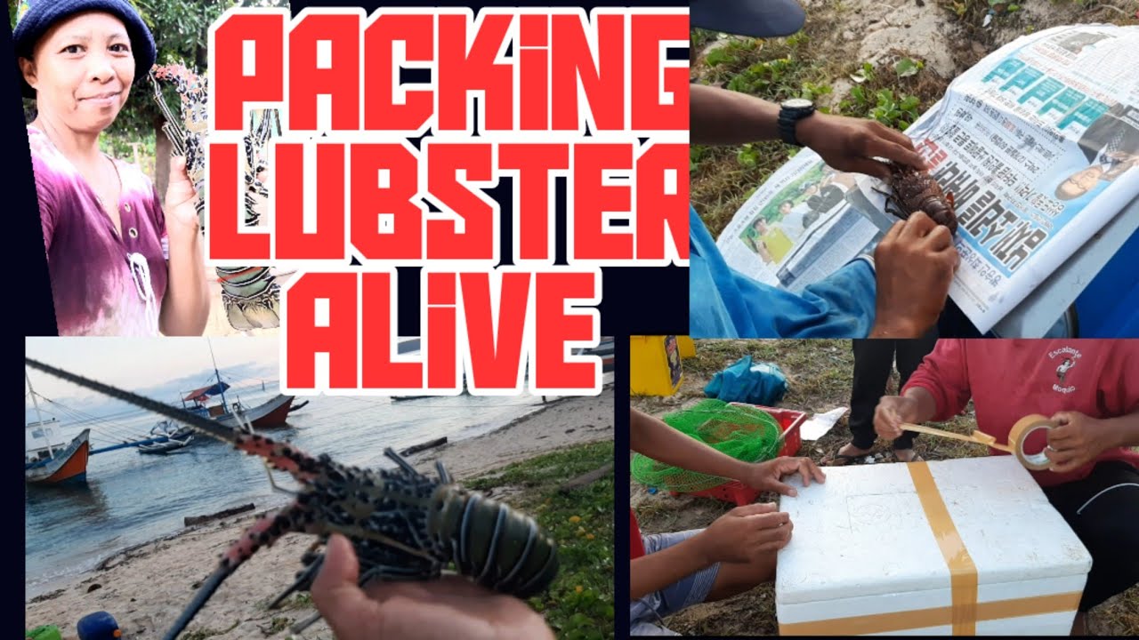 HOW PACKING LUBSTER STILL ALIVE @CLARINA CHANNEL - YouTube