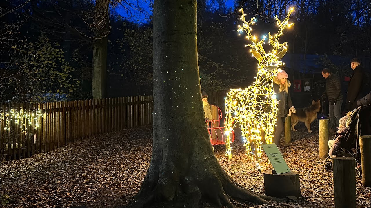 Blackwood Forest Micheldever, Free forest woodland light trail ...