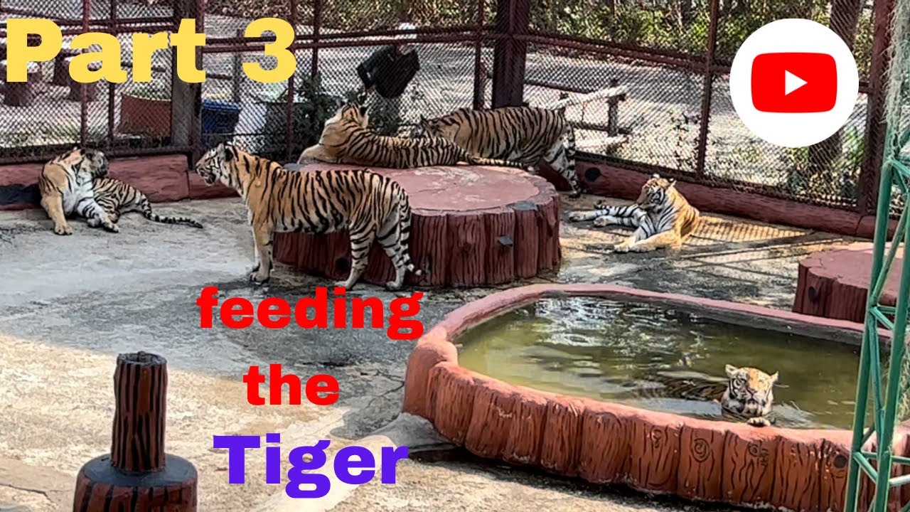Feeding the tiger at Pattaya Thailand Tiger Topia sriracha zoo part 2 ...
