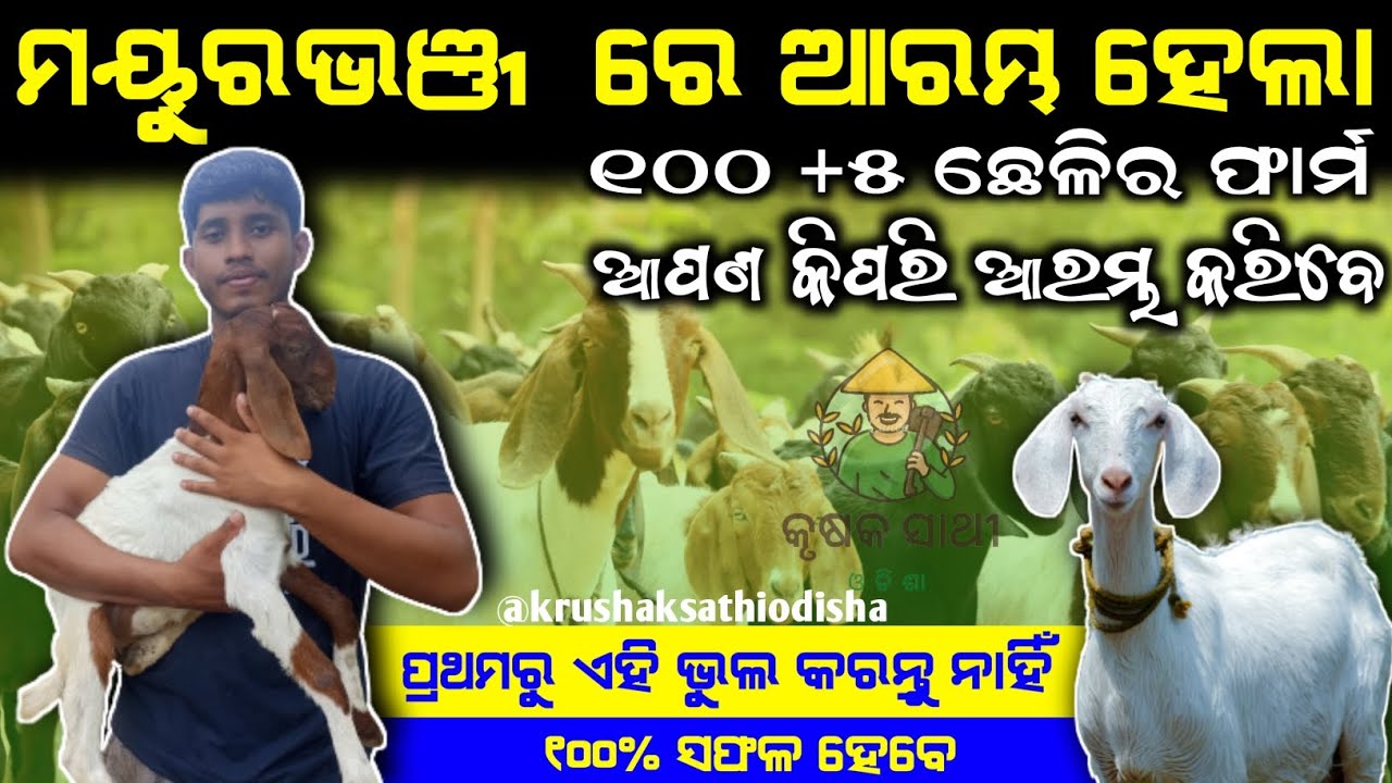 100 +5 Goat Farming In Odisha[୧୦୦ ଛେଳିର ଫାର୍ମ]Chheli Farm Kemiti Kariba ...