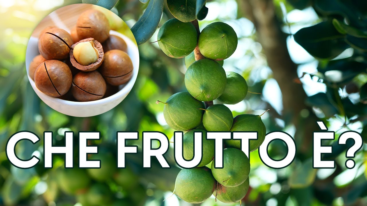 Scopri l'albero della noce di Macadamia in 5 minuti 😎 - YouTube