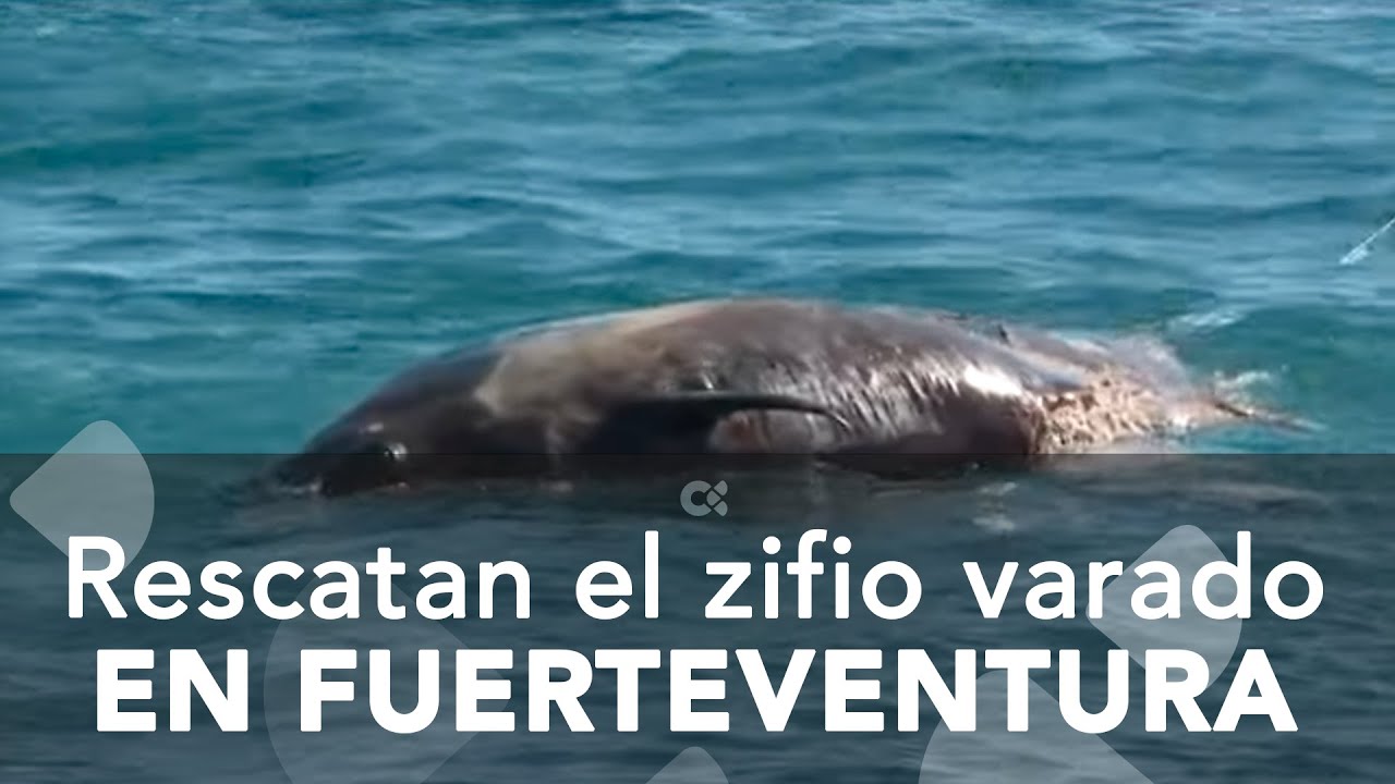 Sacan a un cetáceo que estaba a la deriva en aguas de Fuerteventura ...