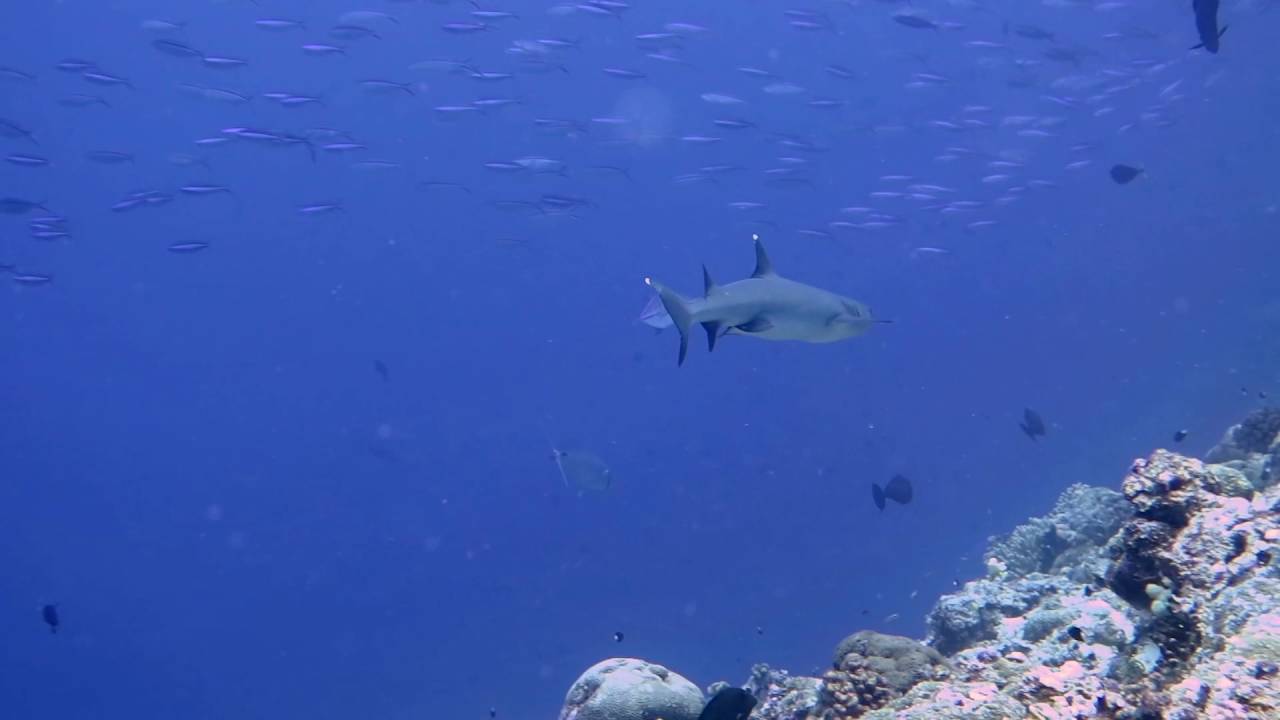 Sharks in Blue Corner - Palau - YouTube
