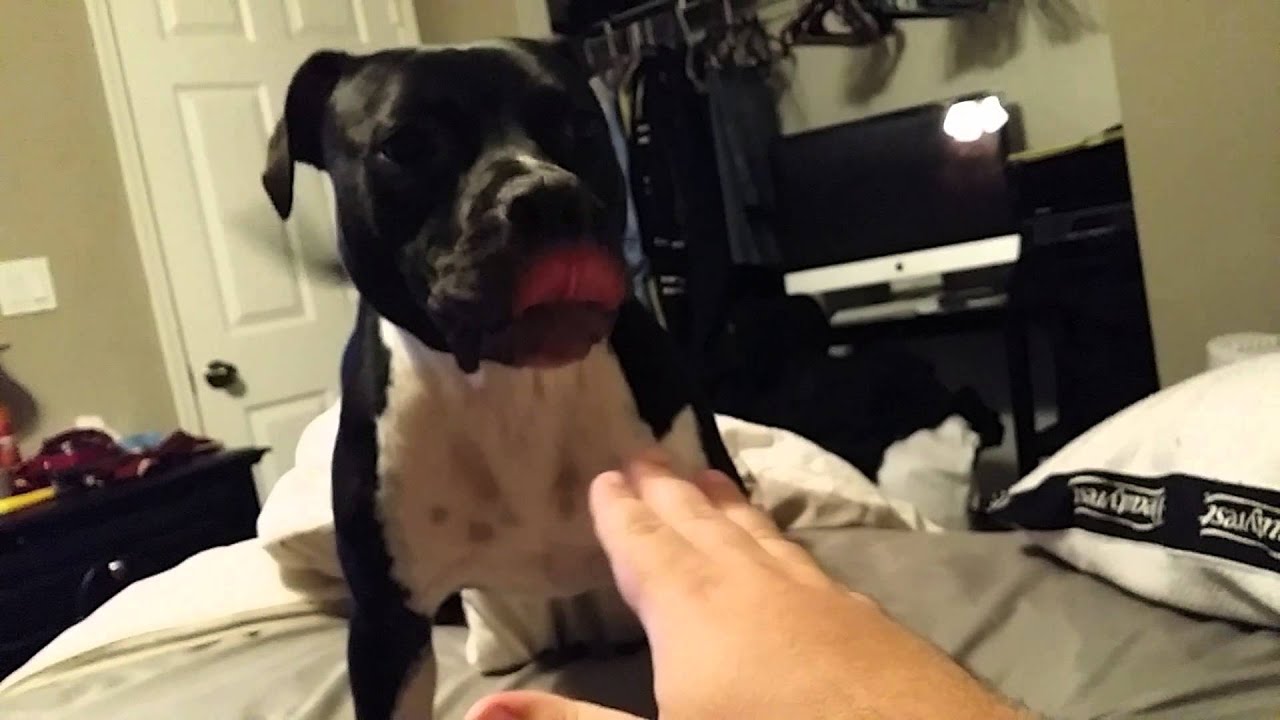 Amstaff angry after bath - YouTube