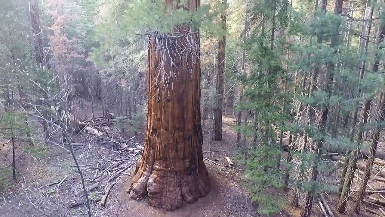 George Bush Tree, SNF - YouTube