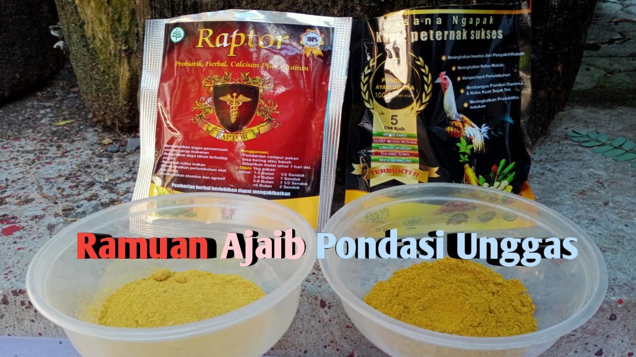 Herbal SN Atau Raptor || Jamu Ayam Aduan - YouTube