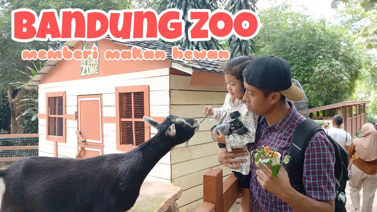 Mengenal dan Bermain Bersama Hewan Di Bandung Zoo || Jalan-jalan - YouTube
