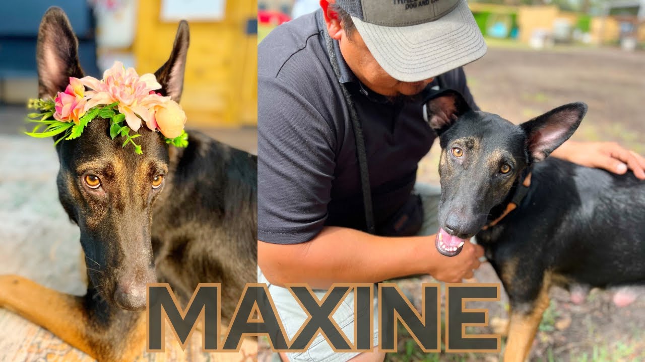 Meet adoptable Maxine, the GSD mix with a heart of gold - YouTube