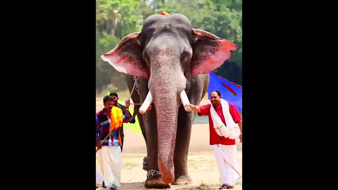 THIRUVAMBADI SIVASUNDAR /LEGEND AMONG KERALA ELEPHANTS - YouTube