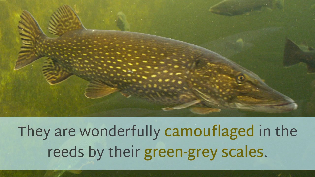 12 Important Facts You Should Know About Pike - YouTube