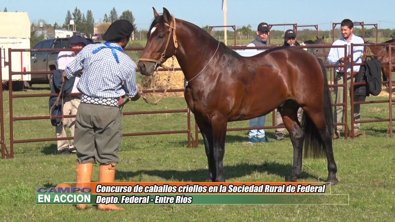 Concurso de caballos criollos - Alexis Mazza - YouTube