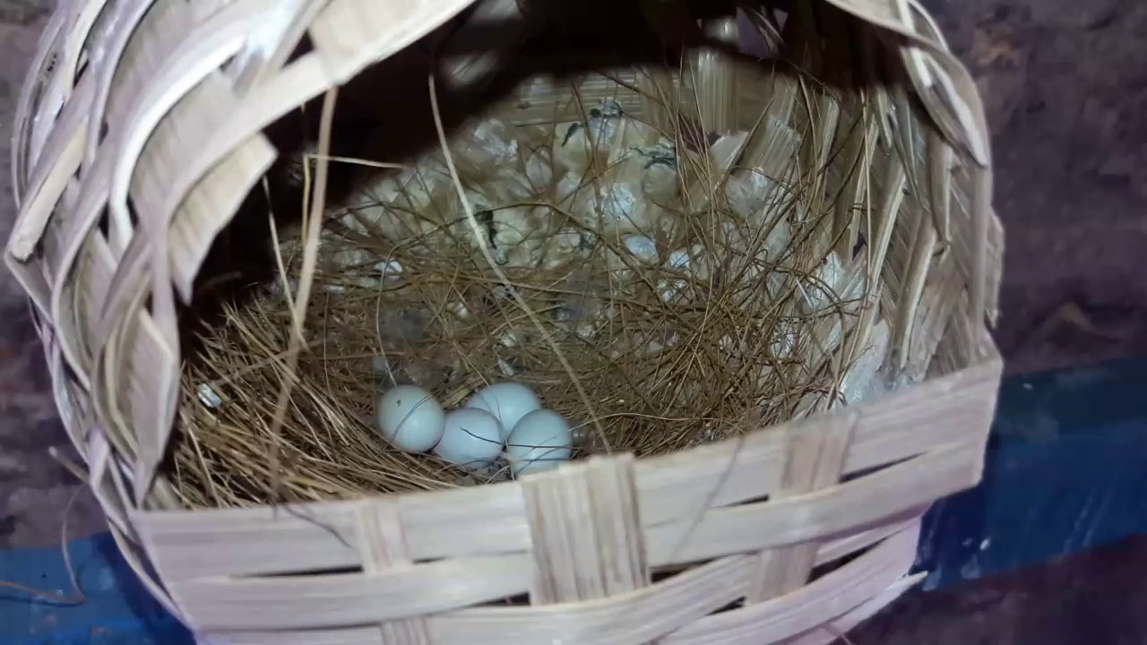 Finch Colony Progress - YouTube