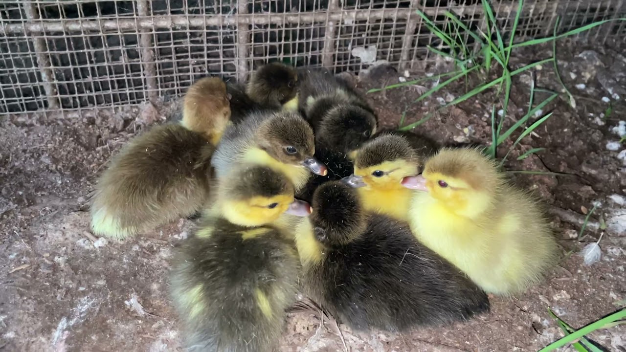 Day old baby Muscovy Ducks Fall 2021 - YouTube
