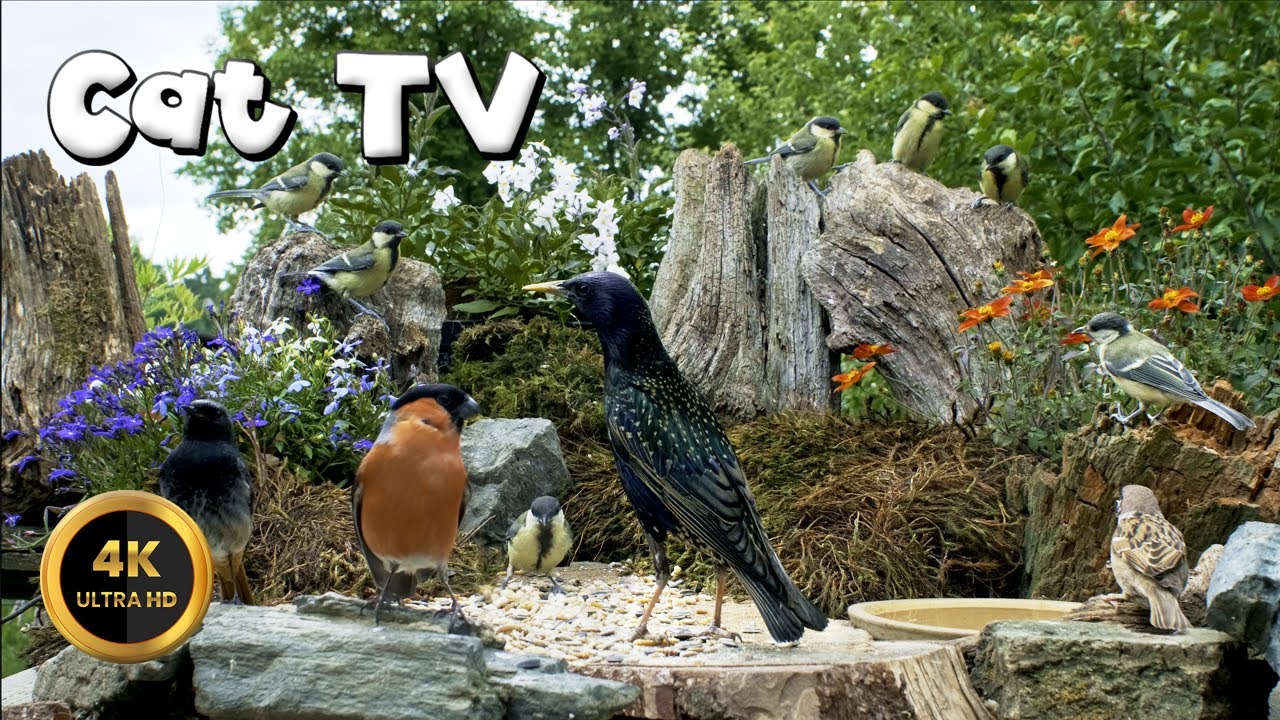 Cat TV for Cats to Watch 🐈 - COMMON STARLING, NOT MUSK'S STARLINK :) 10 ...
