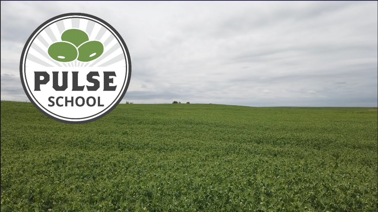 Pulse School: Peas potentially get mycorrhizal boost when grown on last ...