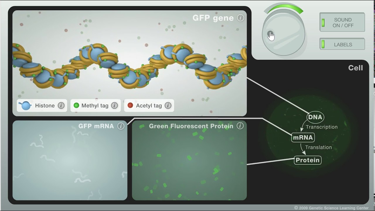 Learn Genetics Gene Control - YouTube