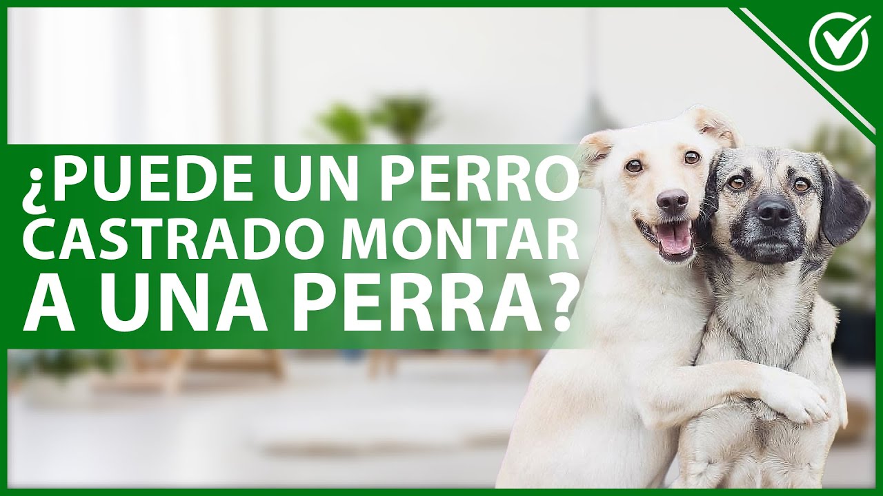🐶 ¿Es posible que un PERRO CASTRADO monte a una perra? - Comportamiento ...