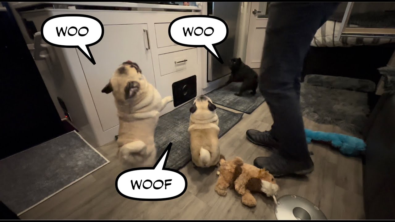 No Pug left behind - Pugs travel in RV - YouTube