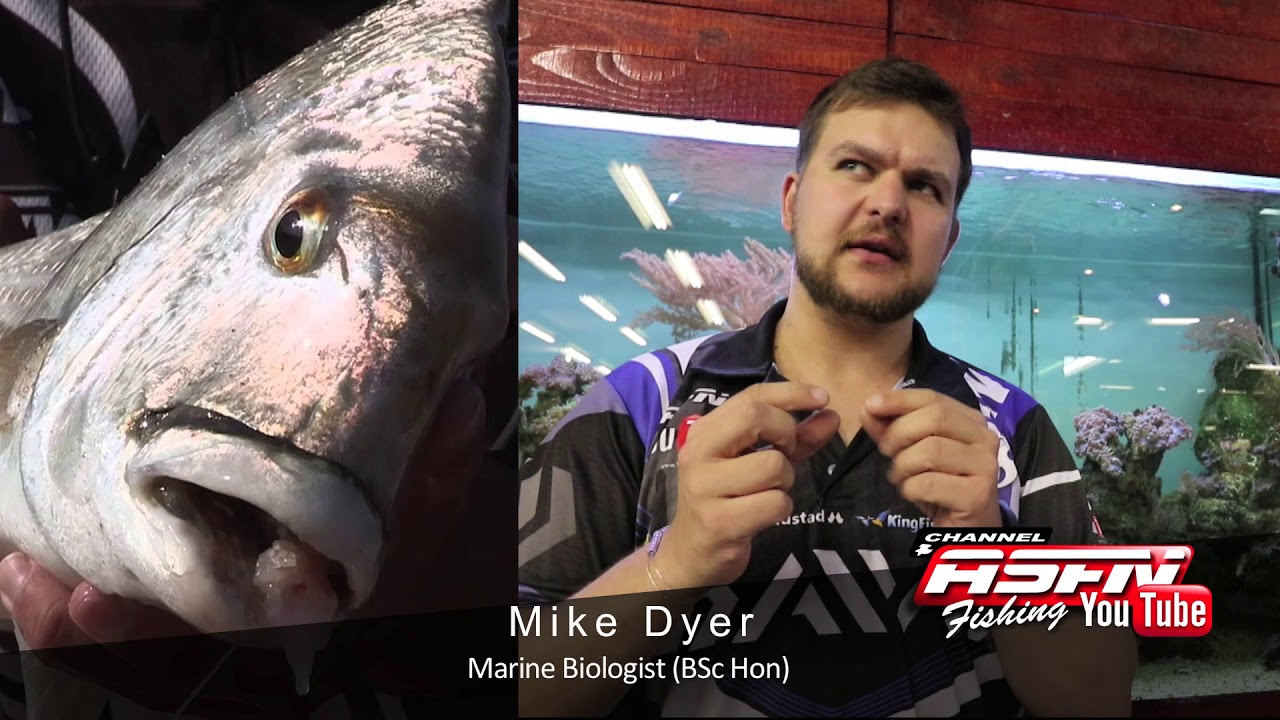 Species | Natal Stumpnose - YouTube