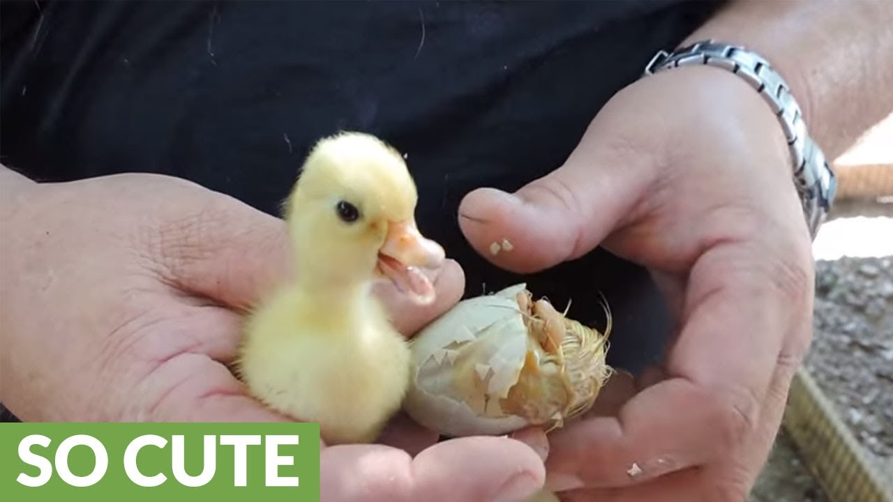 Duckling stuck in shell saved at the last minute - YouTube
