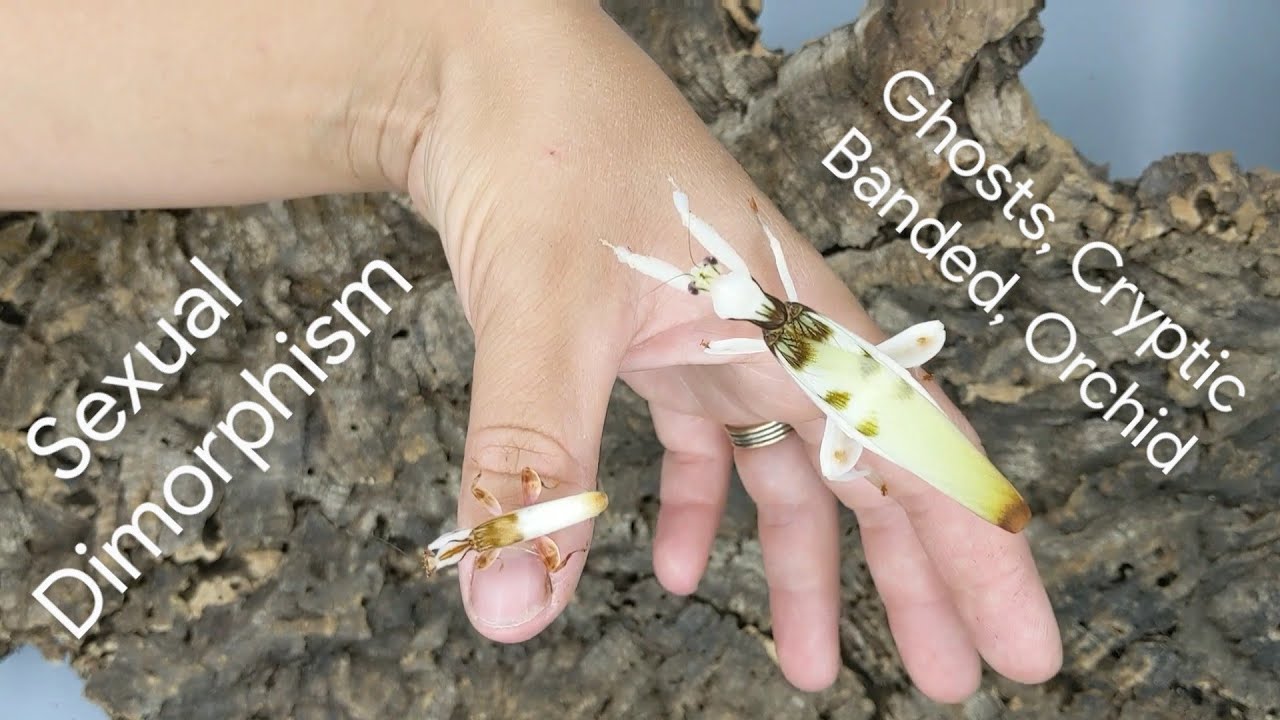 Sexual Dimorphism in 4 Mantis Species: Ghost, Cryptic, Banded, and ...