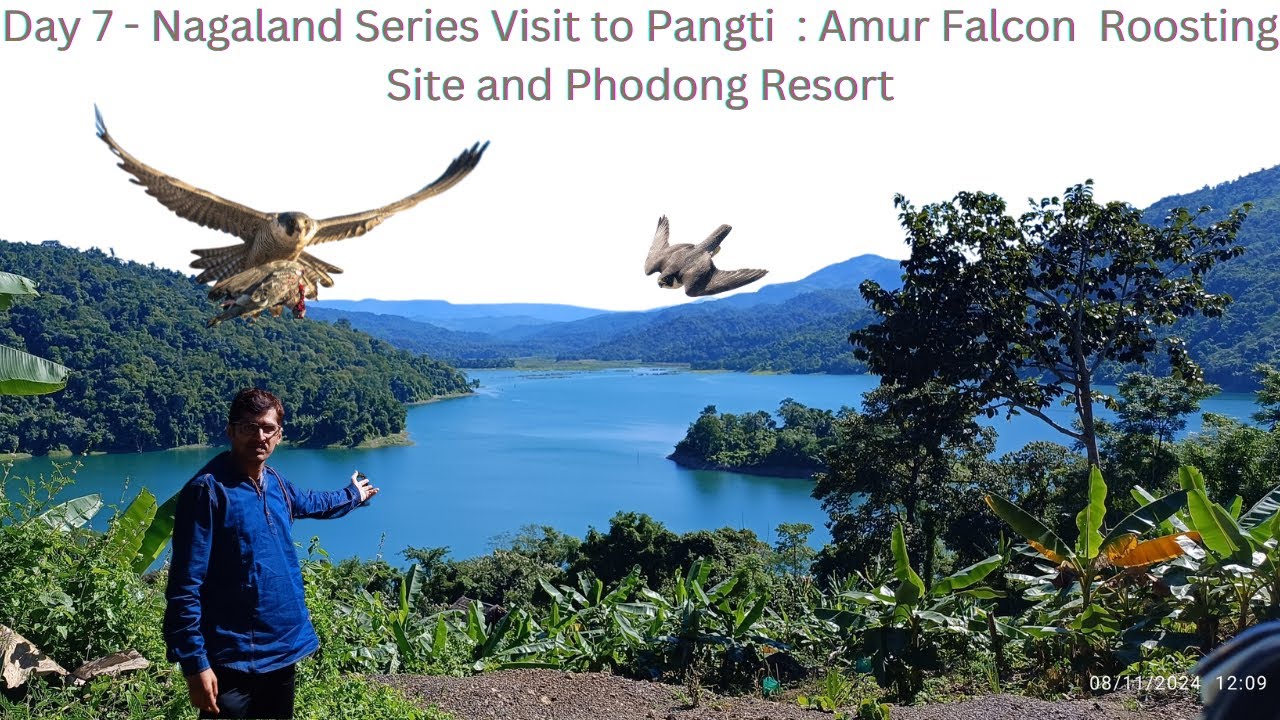 Pangti Village and the Amur Falcons of Doyang Lake ...
