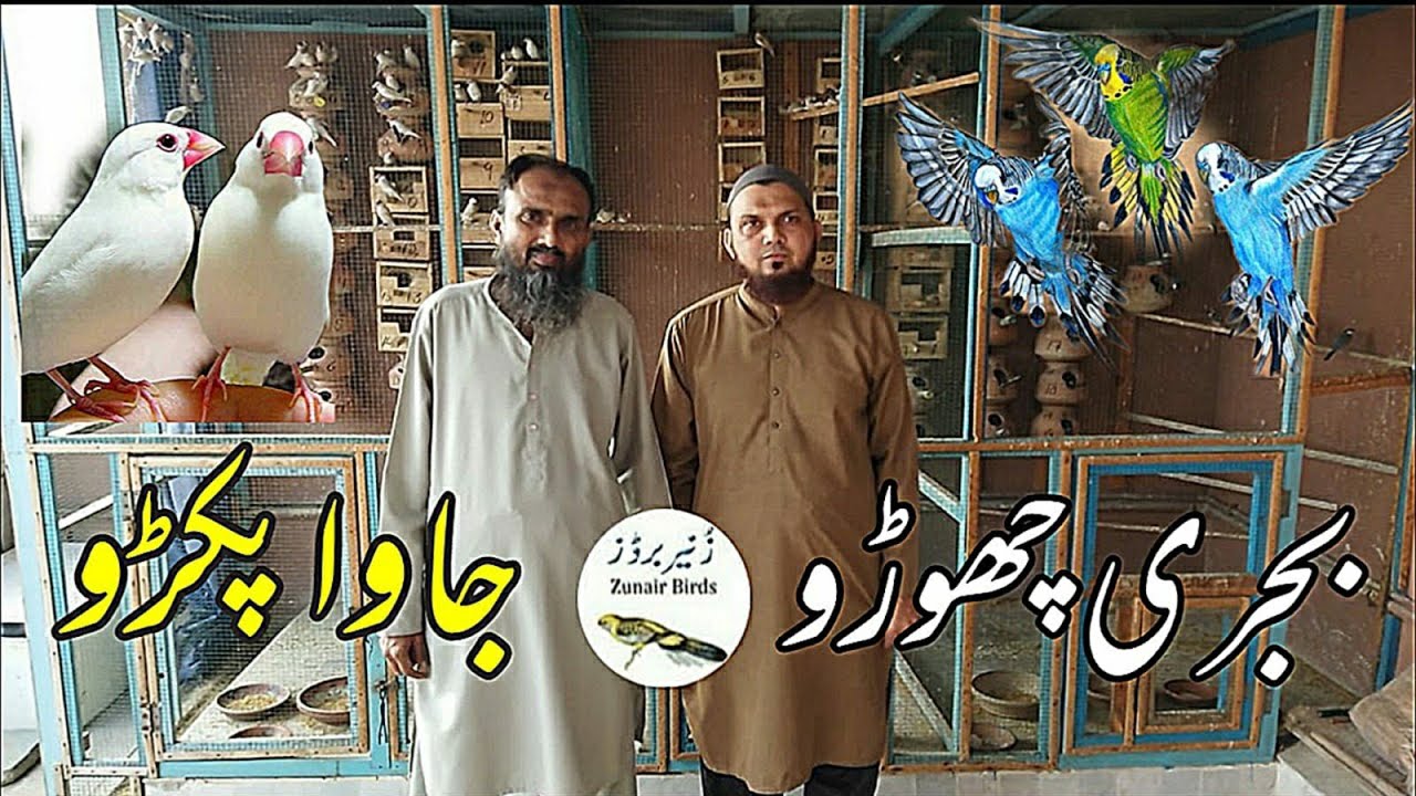 100 Pair Java Colony|بجری چھوڑو جاوا پکڑو|Zunair Birds - YouTube