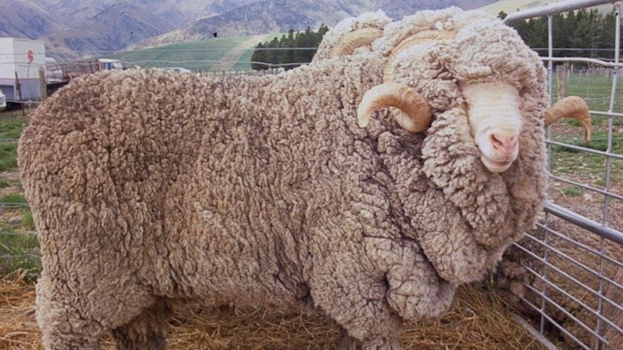 Best Sheep Breed | Hampshire Sheep | Biggest Wool Producing Sheep In ...