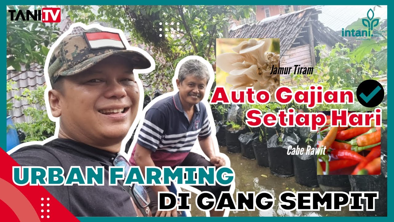 URBAN FARMING DI GANG SEMPIT KALI CODE || RUMAH CABE METARAM - YouTube