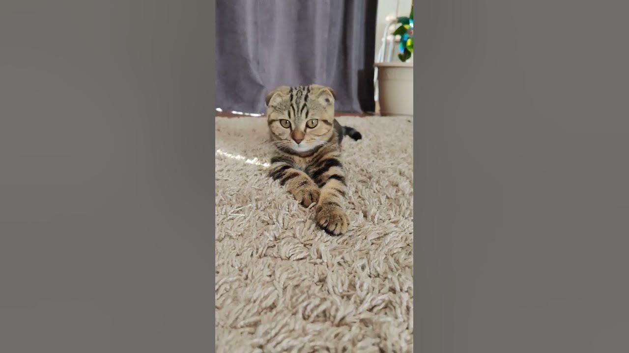 Домашний тигр Тоша #шотландскийкотенок #котенок #котик #скотишфолд # ...