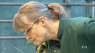 Plant Breeding for a Better, Less Bitter Seed