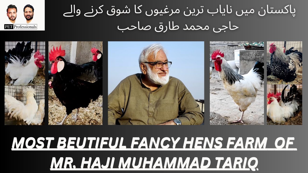 Fancy Chicken Farm |Haji Tariq | Best Chickens breeds| by Pet ...