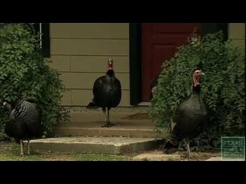 Too Many Turkeys - YouTube