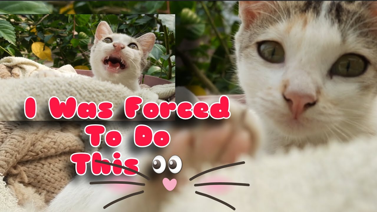 Cat's Daily Life Morning Routine 🐱 ️ As If She Has A Lot To Say 🤫 - YouTube