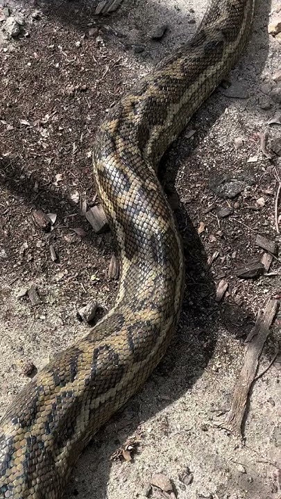 Fully_belly!_🐓_This_big_old_carpet_python_was_curled_up_behind_the ...