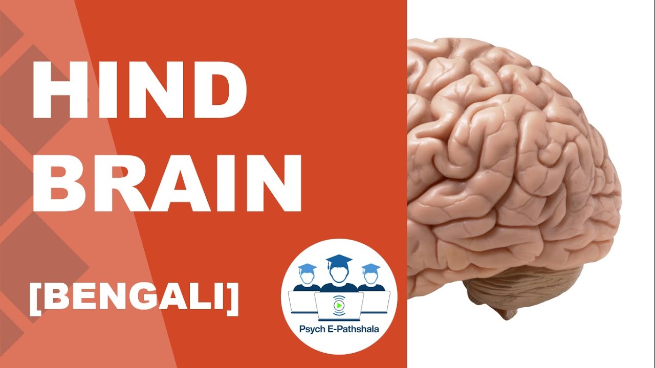 Hind Brain [Bengali] - Psych E-Pathshala - YouTube