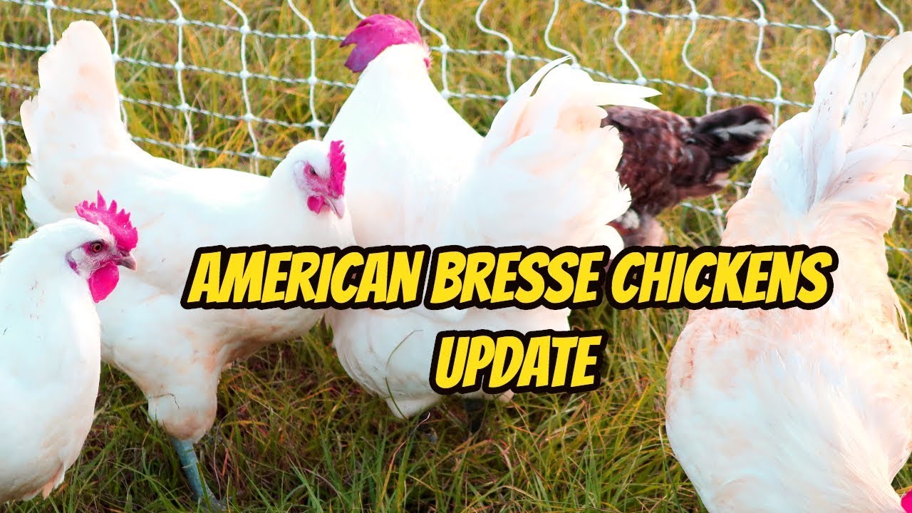 American Breese Chickens - UPDATE - YouTube