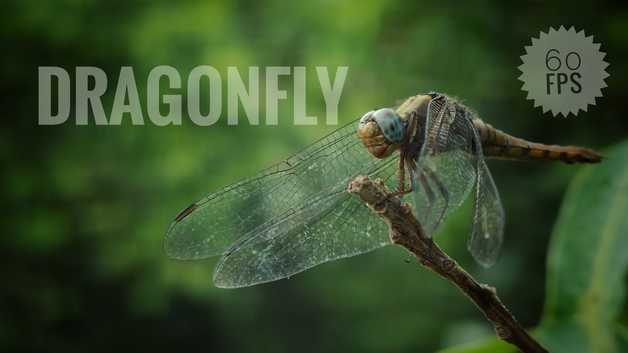 Crimson-tailed marsh hawk (female) | Dragonfly perched on a stem | 60 ...