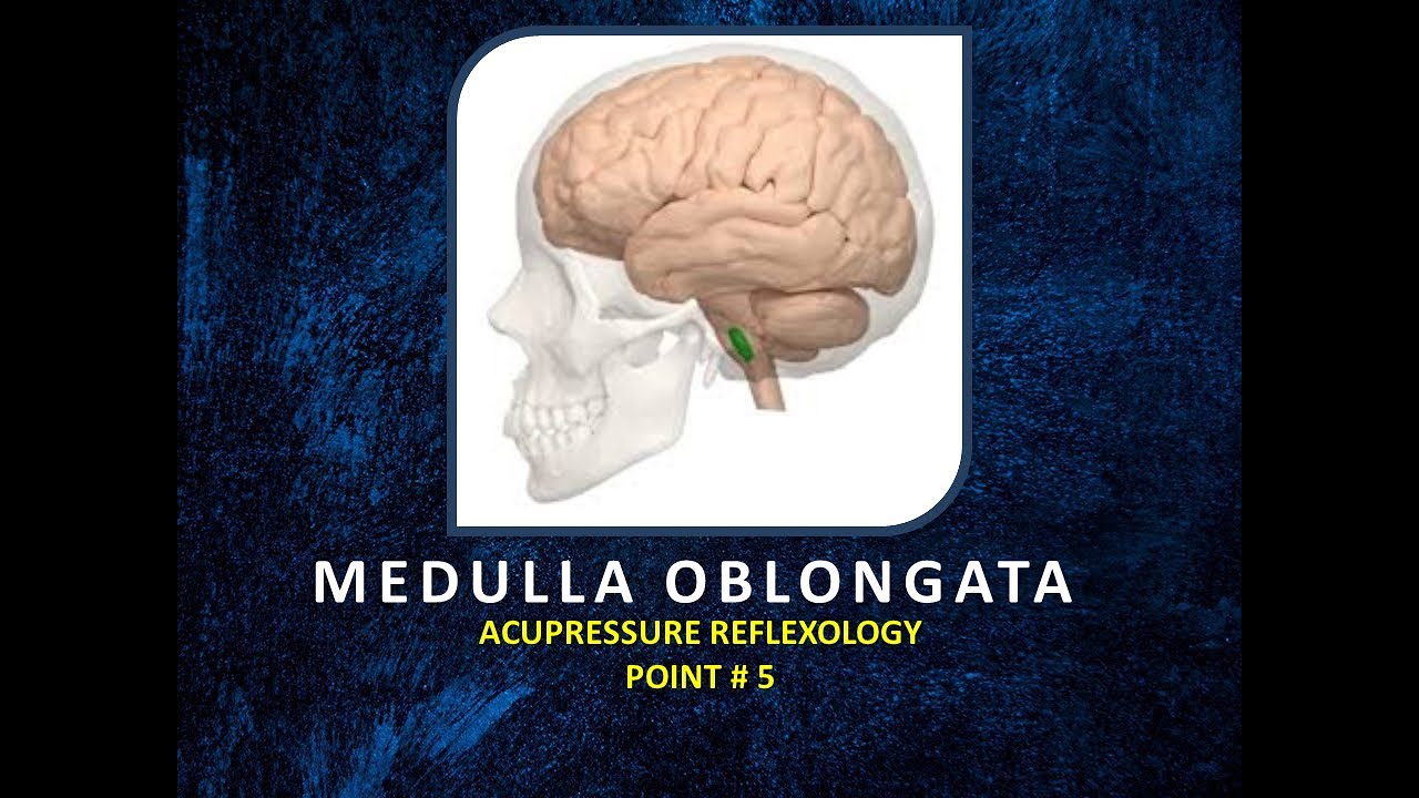 Acupressure Reflexology Point # 5: MEDULLA OBLONGATA - YouTube