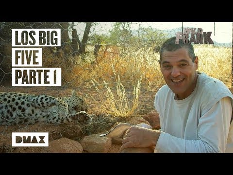 Wild Frank ve de muy cerca a los “Big Five”, los animales más impresionantes de África | Wild Frank