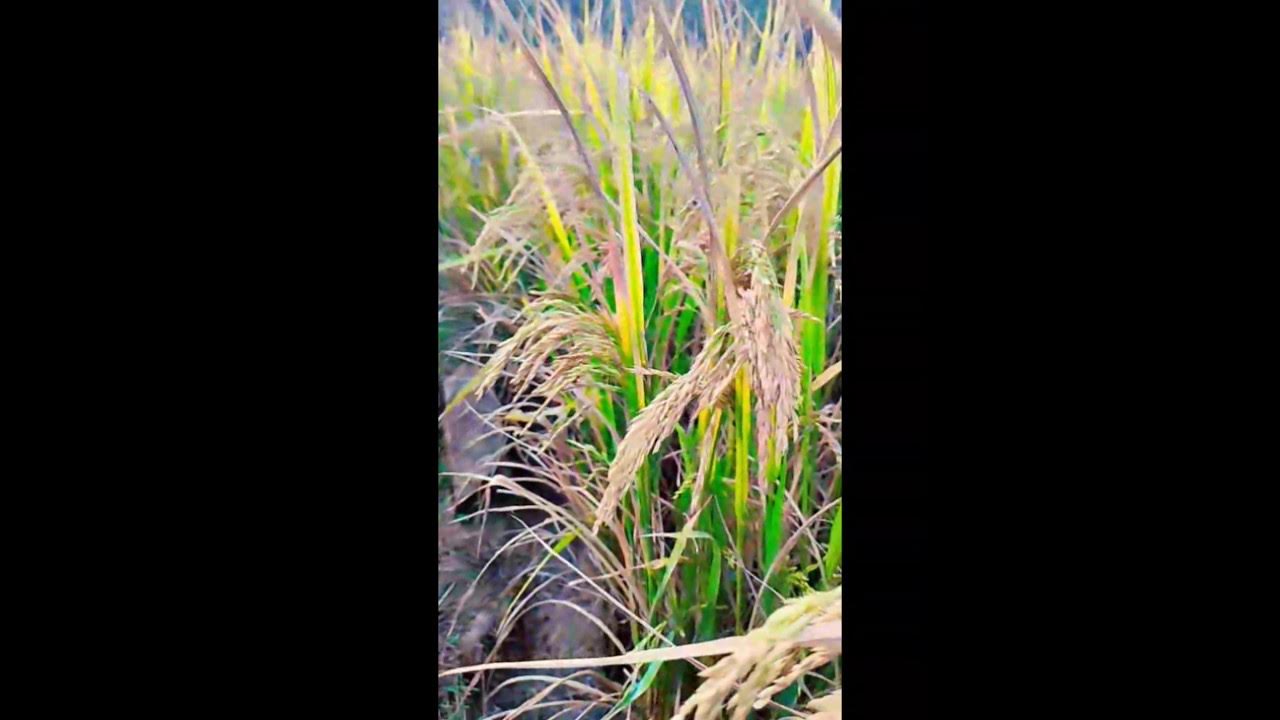 Dhan ki kheti/desi dhan#youtubeshortsvideo - YouTube