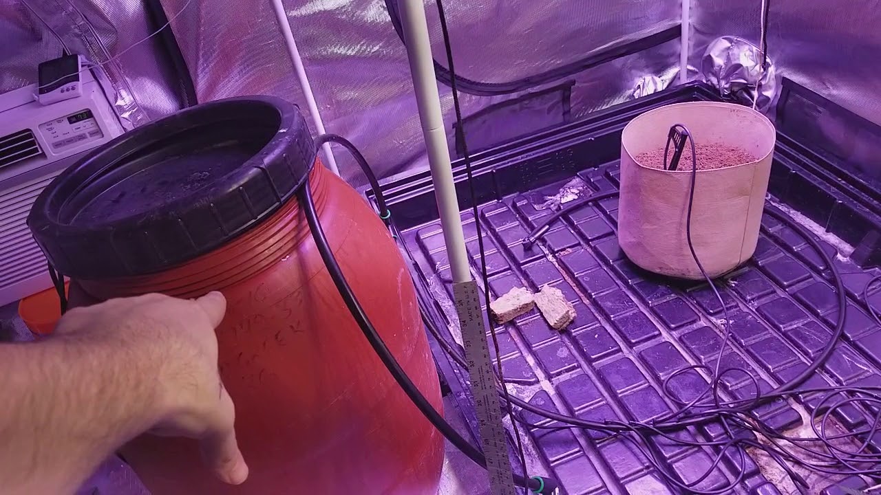 Grow update Day 40 autoflower Sensi Skunk Perfect Sun LED - YouTube