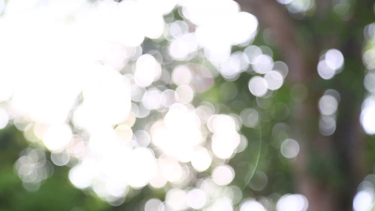 Bokeh Out Of Focus Nature Background| Free Stock Footage - YouTube